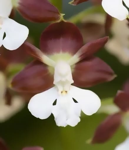 ORQUÍDEA – Plant Forst